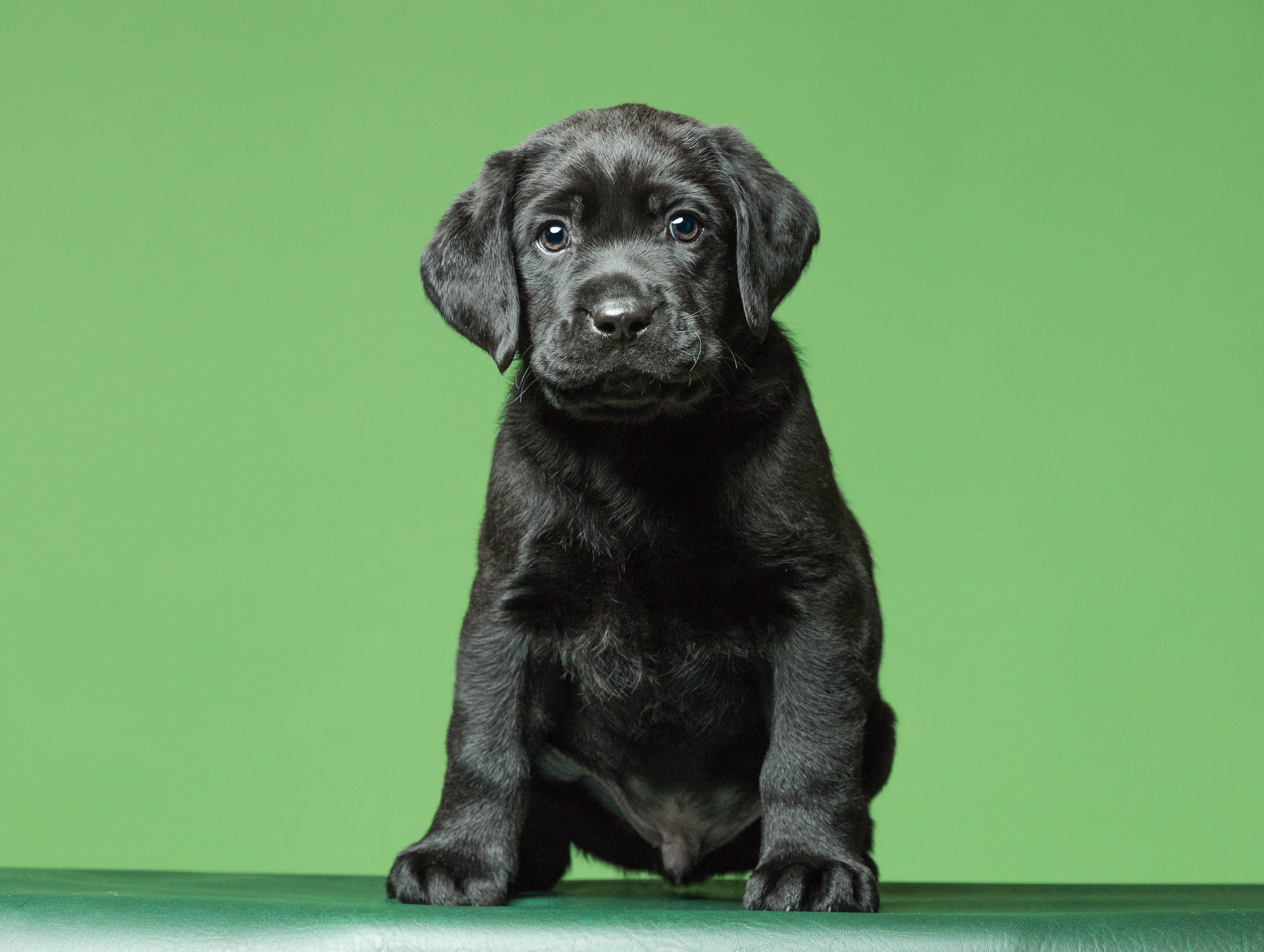Guide Dog Handler Reflects on Puppy Raising - Guide Dogs of the Desert