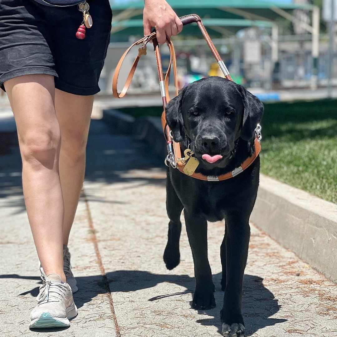 International Guide Dog Day with Media Open House